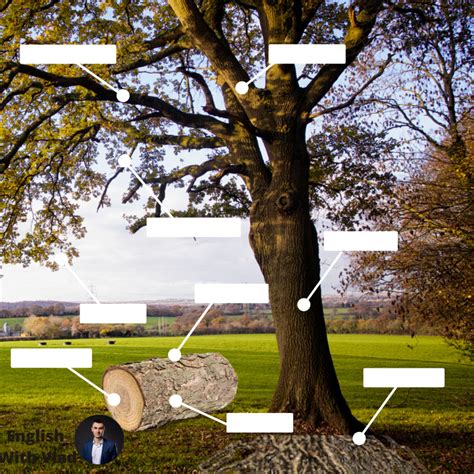 Tree Diagram Quizlet