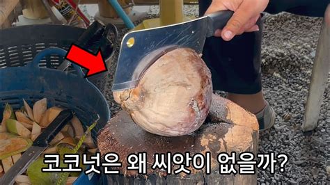 90가 모르는 코코넛의 비밀 ㄷㄷ 코코넛 해부 Youtube