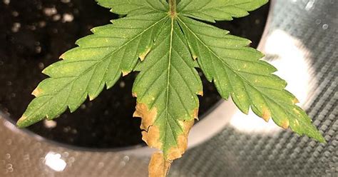 Leaf Issue Album On Imgur