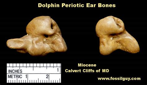 Fossil Vertebrate Identification For Calvert Cliffs Of Maryland