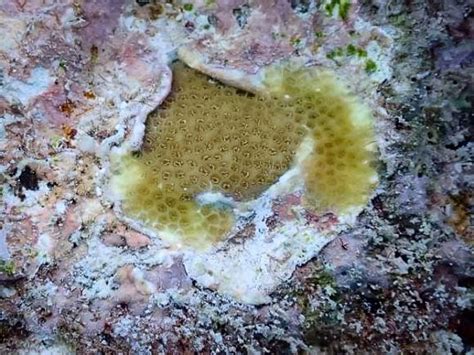 Microfragment Techniques In Coral Propagation Maldives Marine Savers