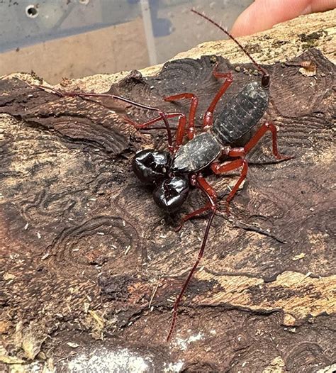 What Is A Vinegaroon Spider