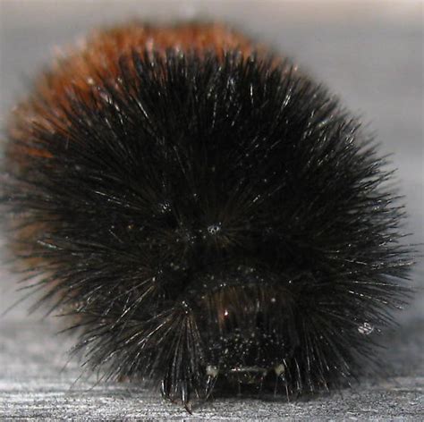 Wooly Bear Isabella Tiger Moth Pyrrharctia Isabella Bugguidenet
