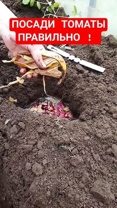 Что положить в лунки при посадке томатов Посадка томатов в теплице Что добавить в лунку при