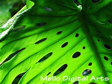 Tropical Plant Abstract Monochrome Macro Photo Print