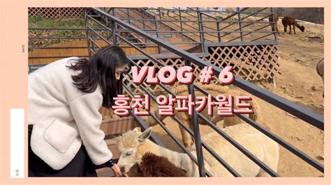 일상 Vlog 알파카와의 잊을 수 없는 짜릿한 첫 만남₍₍ •̀ㅂ•́ ⁾⁾ Youtube