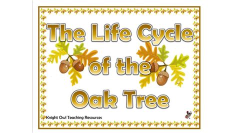Life Cycle Of An Oak Tree Posters