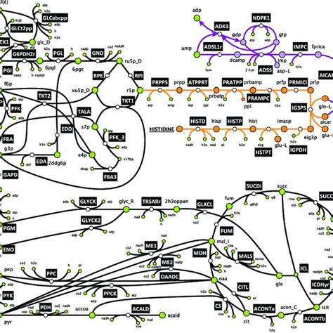 The Synthesis Of Histidine From Core Carbon Network Histidine Download Scientific Diagram