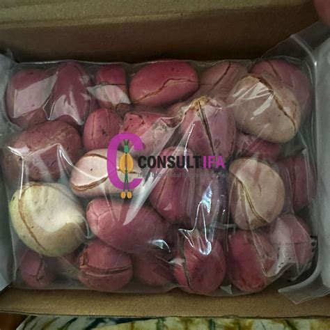 Obi Abata Kola Nut Sacred Ifa And Orisha Divination Nut