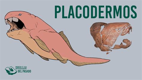 Placodermos Youtube