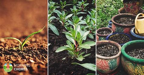 9 Tips For Better Soil Quality In Your Garden And Get Better Crops