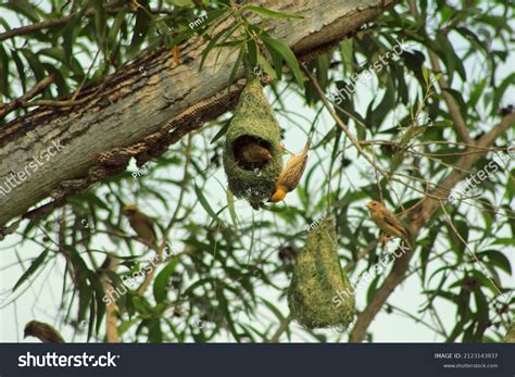 Male Bird Builds Nest Female Bird Stock Photo 2123143937 Shutterstock