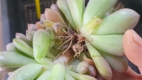 11월5일후레뉴대품 자연군생 아리엘철화구경하세요~~ Youtube