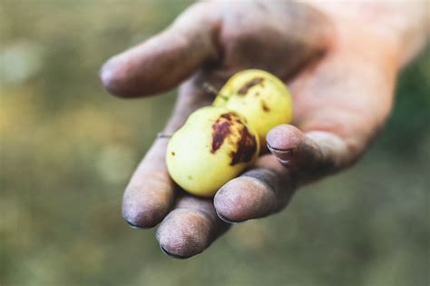 손을 잡고 애플 사진입니다 그의 제품을 보호 하는 농부입니다 농부 손으로 과일 따기입니다 근접 촬영 손 그리고 신선한 사과입니다 손수 수확을 수집 가을에 대한 스톡 사진 및