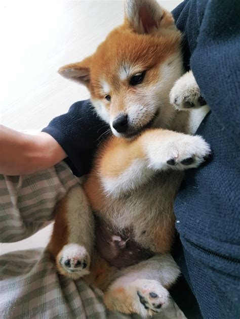 시바견 마메시바가 매력적인 성격 성향을 가진 이유 답은 고양이 네이버 블로그