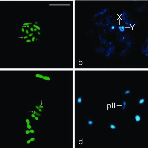 Dapi Blue And Cma 3 Green Fluorescent Banding In Male Chromosomes Download Scientific