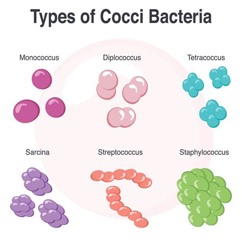 Coccus Diagram