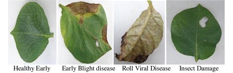 Github Iishujainn Potato Disease Classification Predict The Type Of