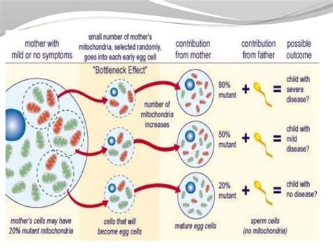 Mitochondrial Dna And Dysfunctions Pptx Genetics Science