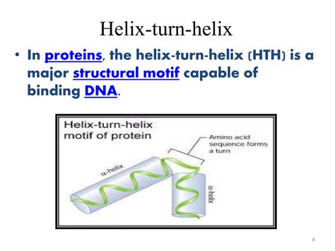 Helix Loop Helix Helix Turn Helix Pptx