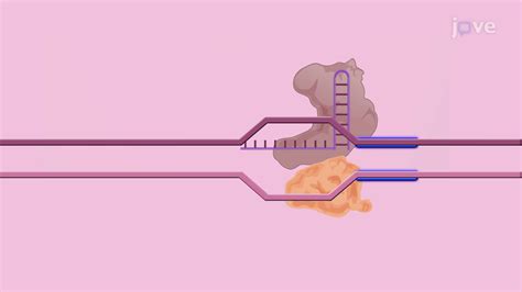 Video Crispr Mediated Base Editing Tools A Genome Editing Technique To Induce Targeted Base