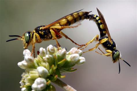 Its Sex Week On The Loom Discover Magazine