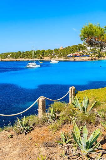 이 비자 섬 스페인 해안 절벽 바위에 성장 하는 전경에서 용 설 란 식물 칼라 폴 티 나 텍 베이 푸른 바다 물에 세일링 보트