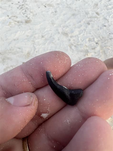 Is This A Fossilized Shark Tooth What Kind R Fossilid