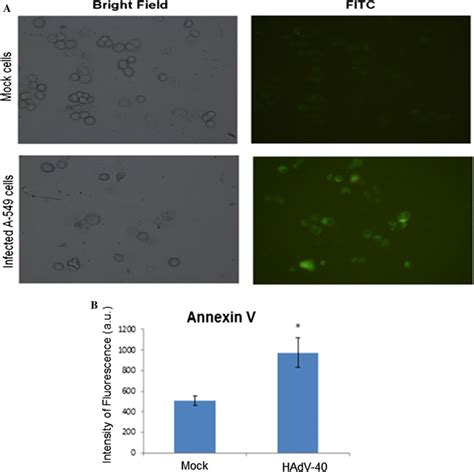 Induction Of Apoptosis As Measured By Annexin V Staining A