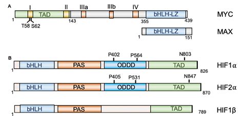 Figure 1 From Molecular Crosstalk Between Myc And Hif In Cancer Semantic Scholar