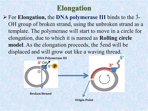 Bidirectional And Rolling Circular Dna Replication Pptx Chemistry