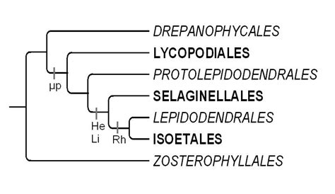 Lycophytes Fossiles Polysporangiophytes Et Trachéophytes Diversité Et Classification Des