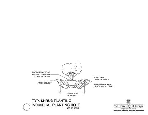 Tree Planting Details Uga Cooperative Extension