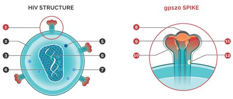 Key Hiv Vaccine Topics
