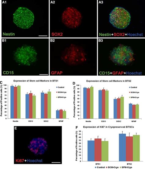 Expression Of Stem Cell Markers And Proliferation Marker Ki67 In Btscs Download Scientific