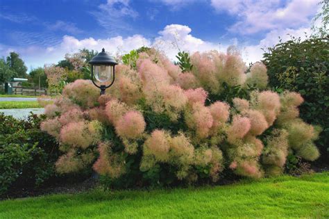Скумпия/Cotinus - Декоративно-лиственные кустарники - Садовый центр ЛЕТО