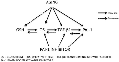 Biochemical Phenoype Common In The Aging And Pathologies More Frequent Download Scientific