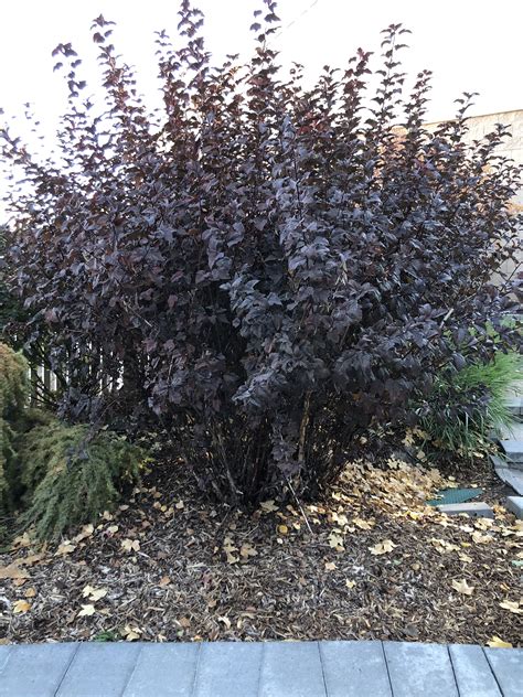 19 Physocarpus Pruning Plants Amatannice