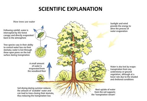 TREE CANOPY RESOLVING ENTROPY ANALYSING ECOTECTURE Behance