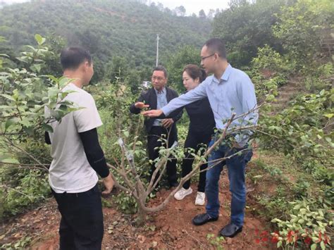 中南林业科技大学一行到上犹县调研指导油茶产业发展工作 江南都市网