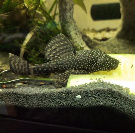 Trying To Sex Plecos Rpleco