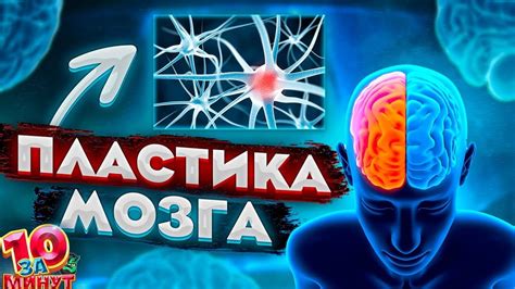 Пластичность мозга за 10 минут от Евгения Вольнова - YouTube