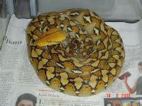 Reptile Lovers Reticulated Python