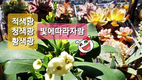 다육이 햇빛보약 3가지색광에따라 다르게성장 꽃기린 꽃 피우기 계속 꽃이피고지고합니다💞 Succulents Youtube