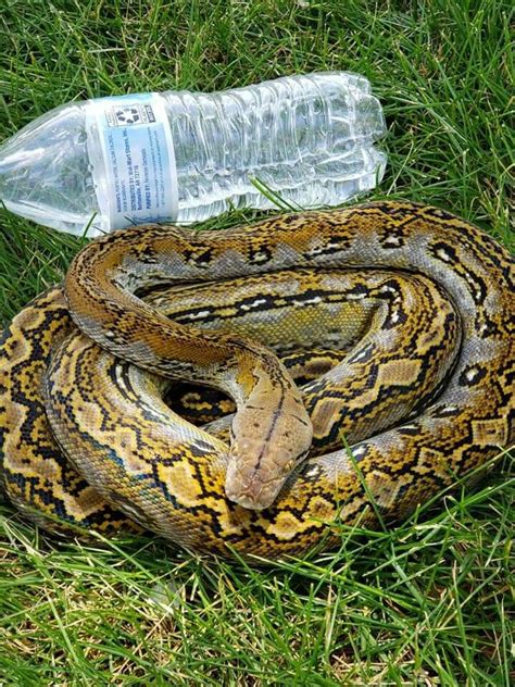 pin on python morph reticulated python