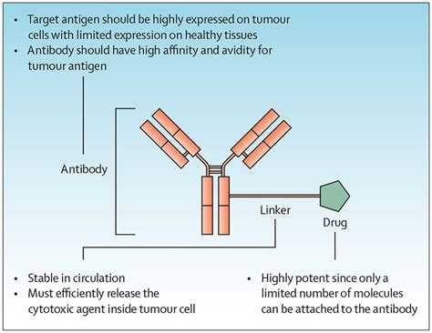 Structure Of An Antibody Drug Conjugate Download Scientific Diagram