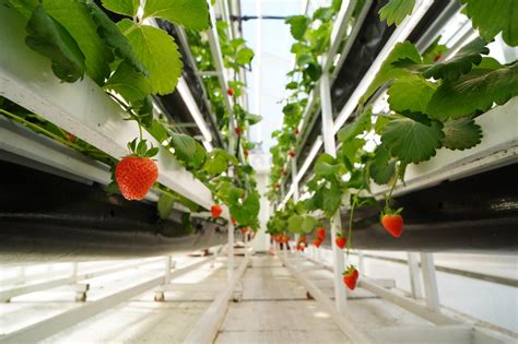 사계절 즐기는 딸기 재배기술 열렸다 나무뉴스