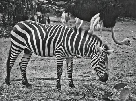 ZEBRAな気分 GANREF