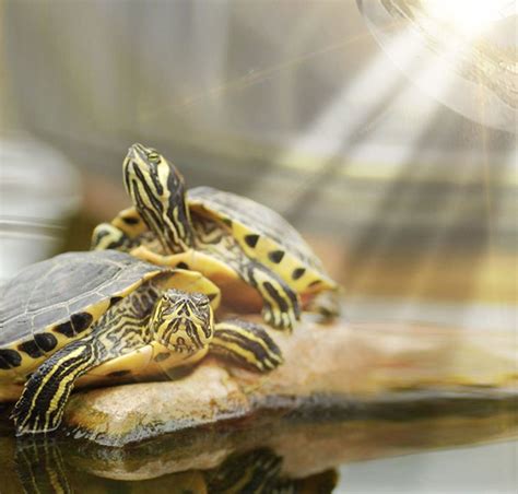 Светильник для рептилий на прищепке с ультрафиолетовой лампой Uva Uvb купить с доставкой по