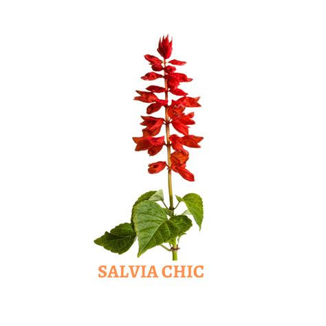 Salvia Chic